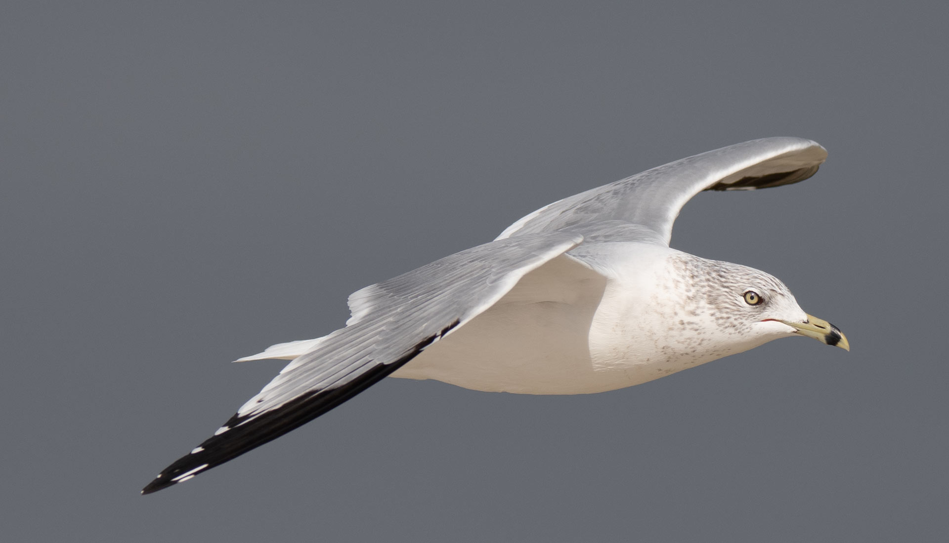 Coastal Sea Birds - Eco Trail