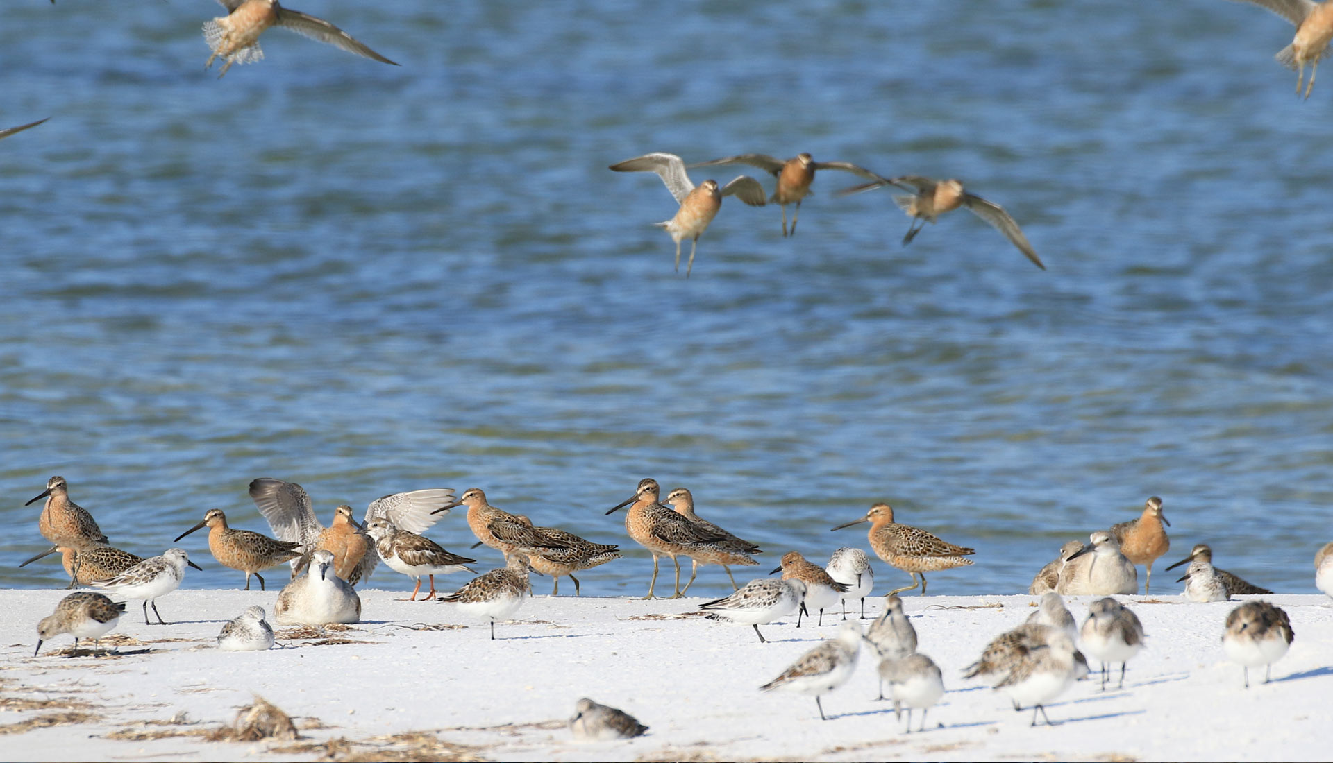 Shorebirds Of Myrtle Beach