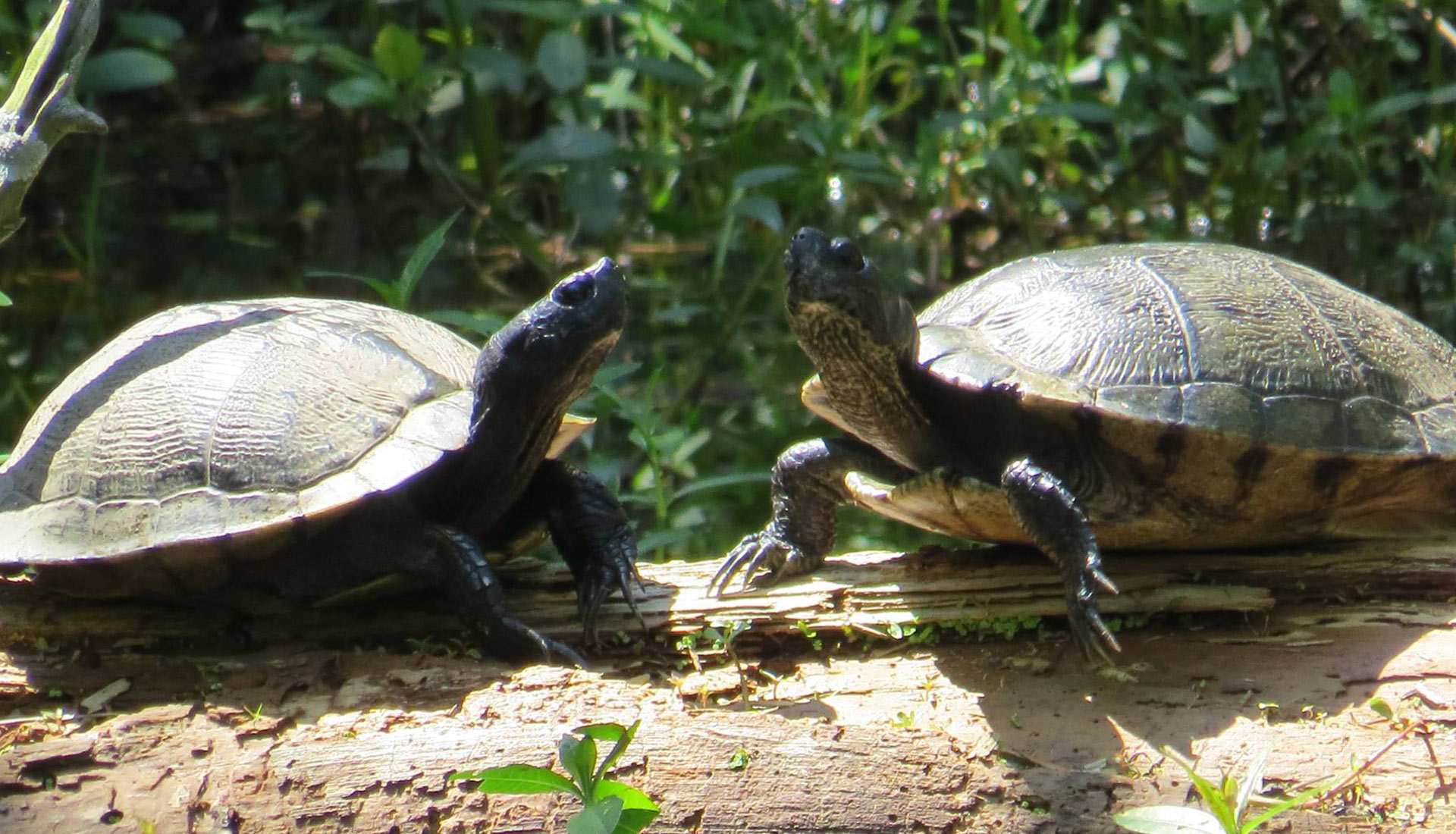 Pond Turtles - Eco Trail