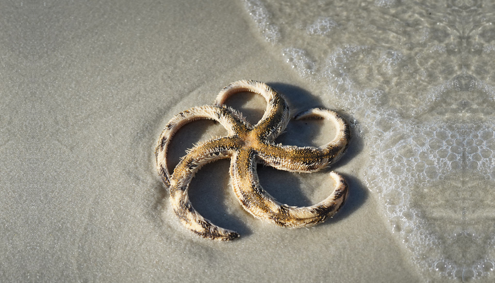 Sea Stars and Sand Dollars - Eco Trail