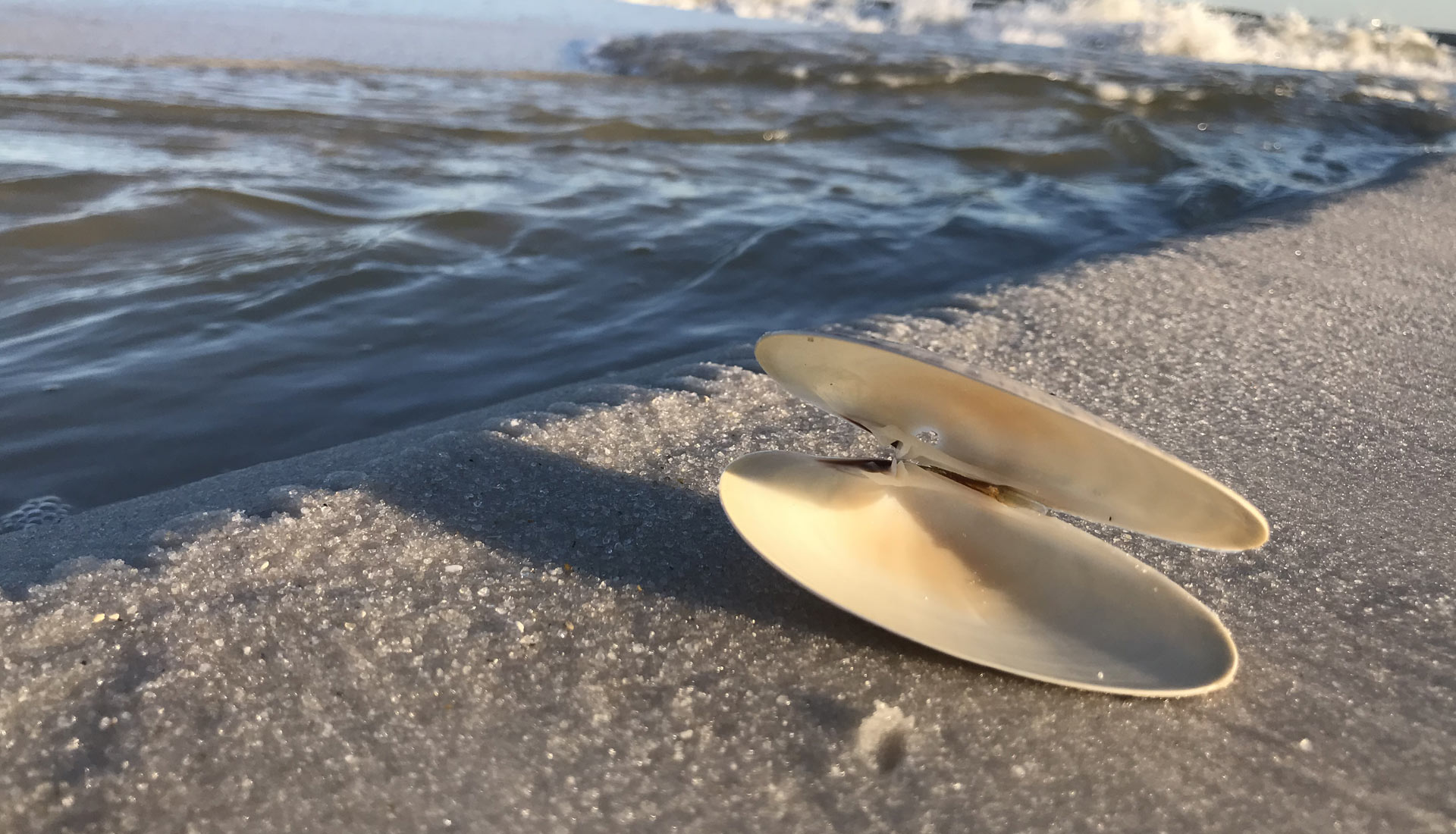 Seashells – Bivalves - Eco Trail